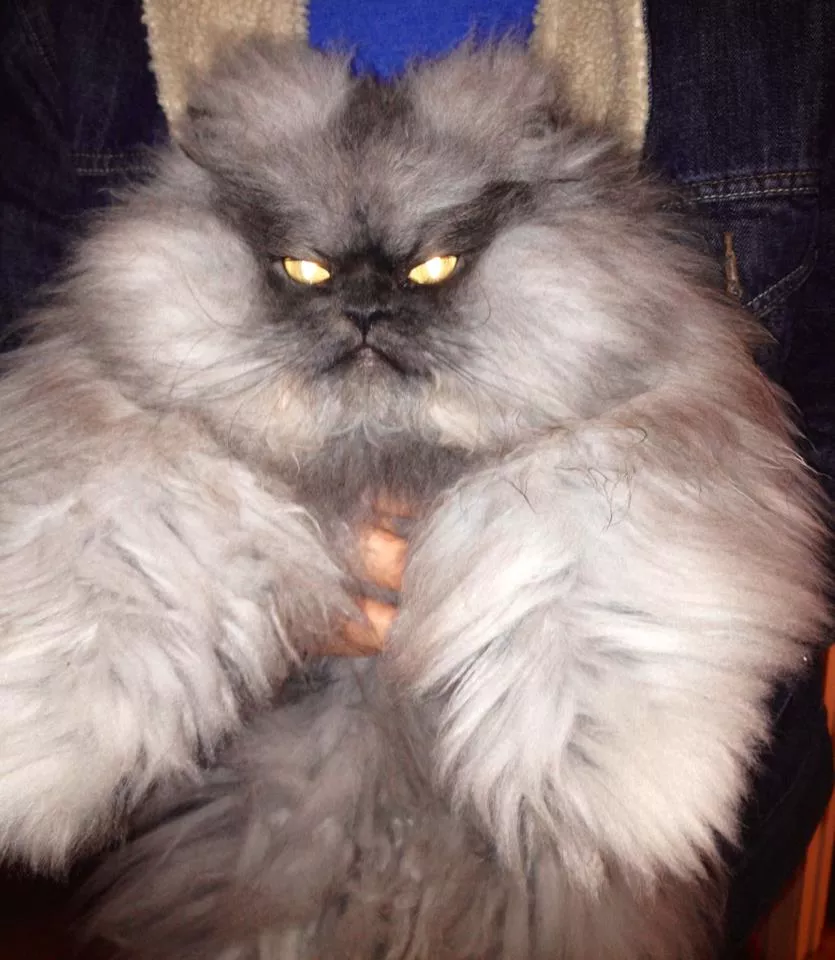 CAT FRIDAY Colonel Meow Washington State s Awesome est Celbri cat