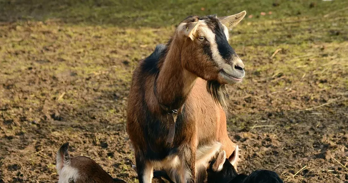 Goat Questions? Answers at 18th Annual Goat Education Day | The Source ...