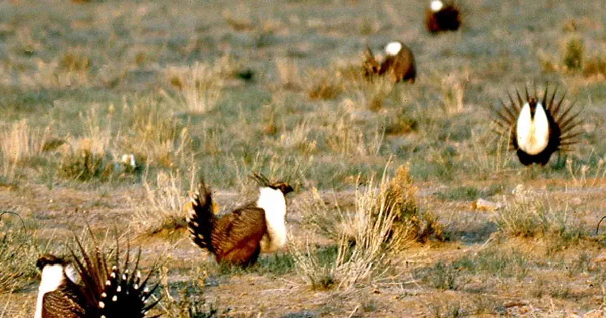 It's Sage-Grouse Hunting Season | The Source Weekly - Bend, Oregon