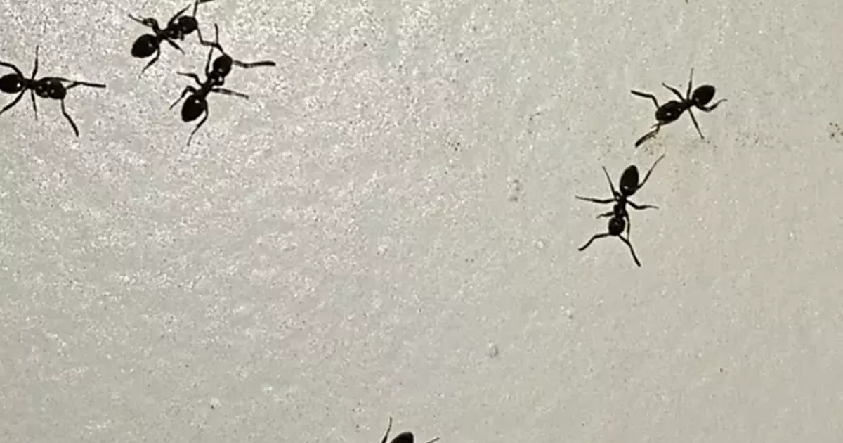 Invasion of the Ants | The Source Weekly - Bend, Oregon