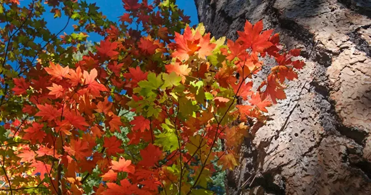 It's Leaf-Peeping Season | The Source Weekly - Bend, Oregon