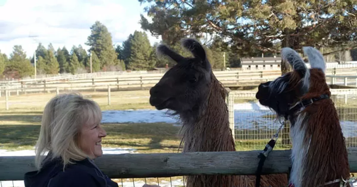 Llama Love | The Source Weekly - Bend, Oregon