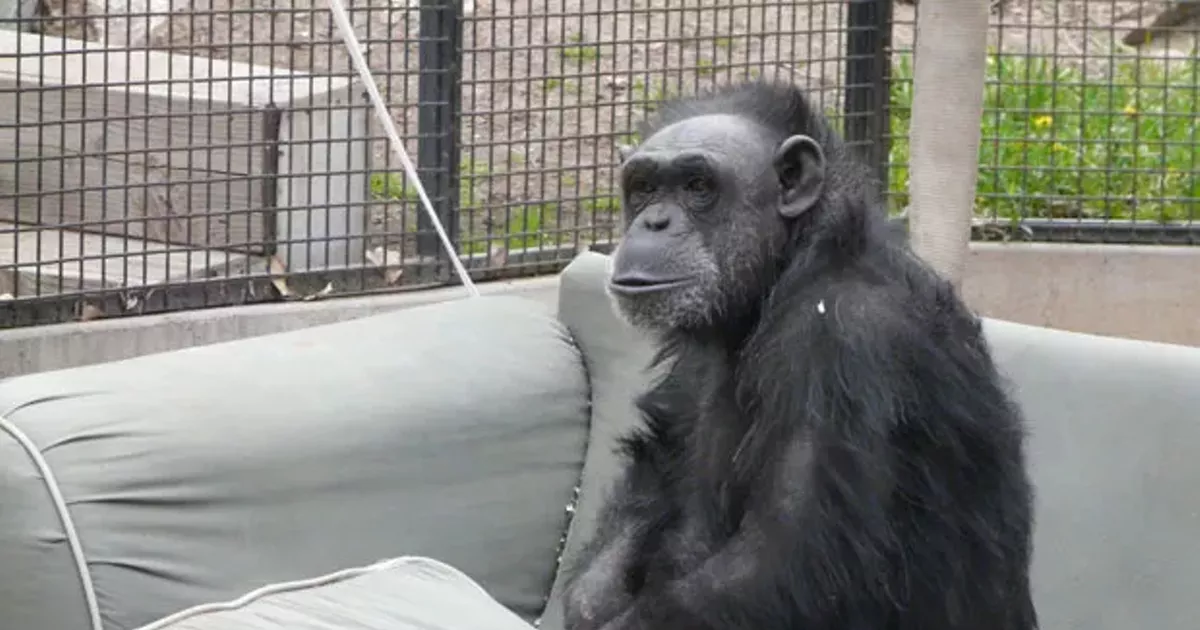 Chimp Controversy | The Source Weekly - Bend, Oregon