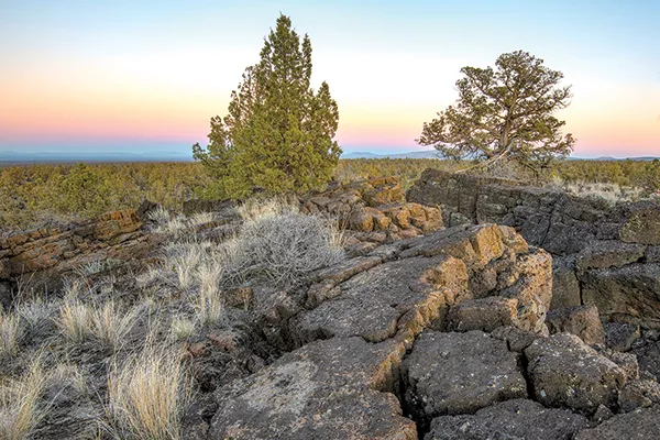A Complicated Tree | The Source Weekly - Bend, Oregon