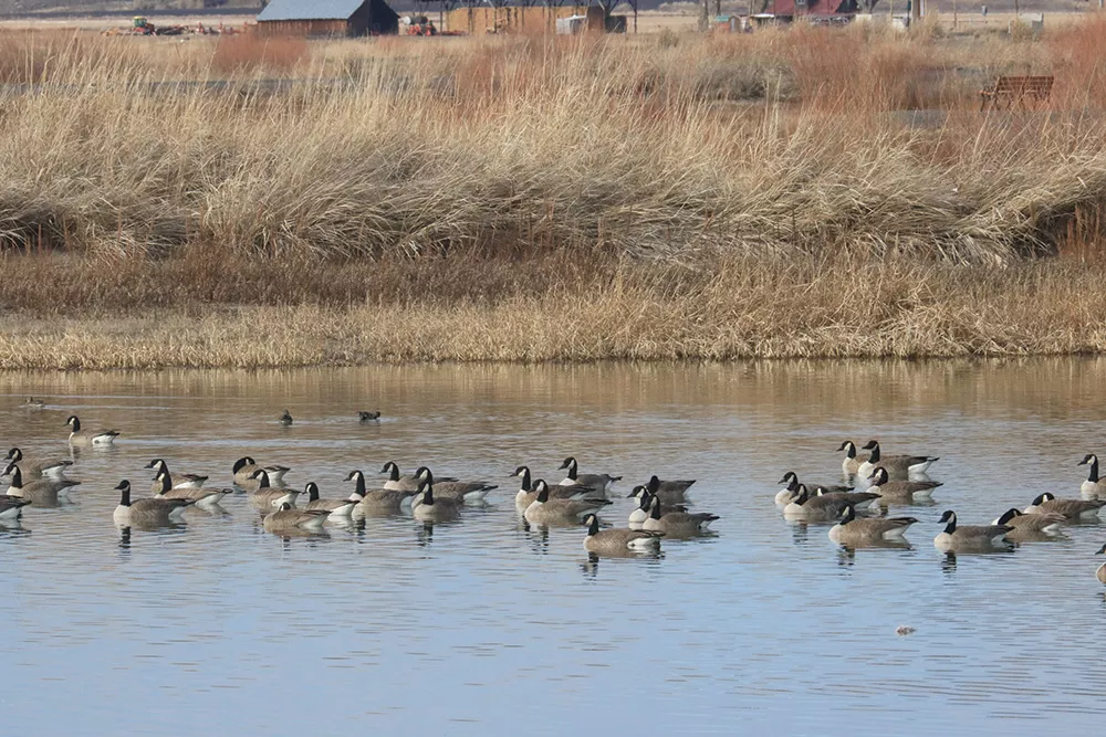 Watchable Wildlife: Waterfowl | The Source Weekly - Bend, Oregon