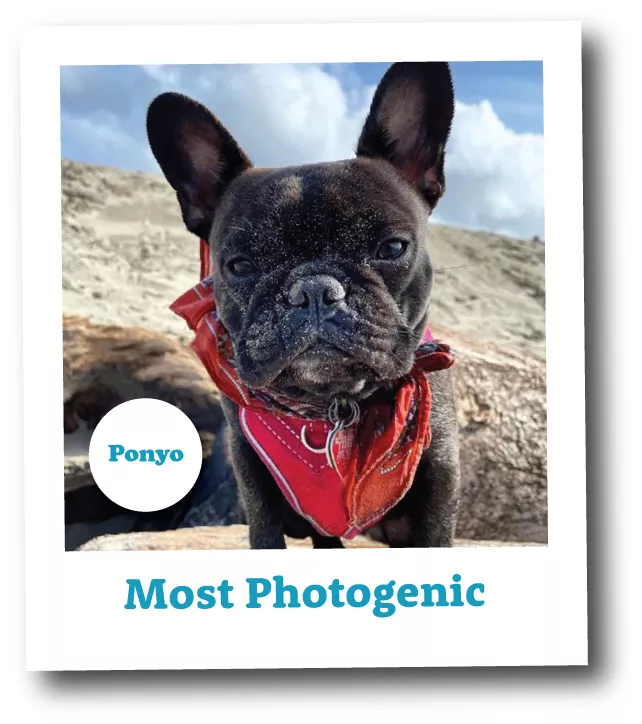 Pet Photo Contest | The Source Weekly - Bend, Oregon