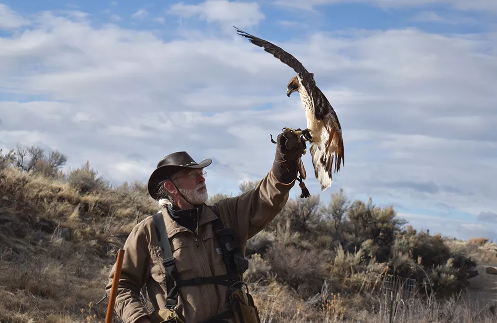 Flying High and Hunting Low with Falconry | The Source Weekly - Bend ...