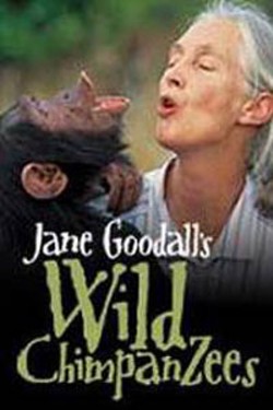 Jane Goodall's Wild Chimpanzees | Creative Loafing Charlotte