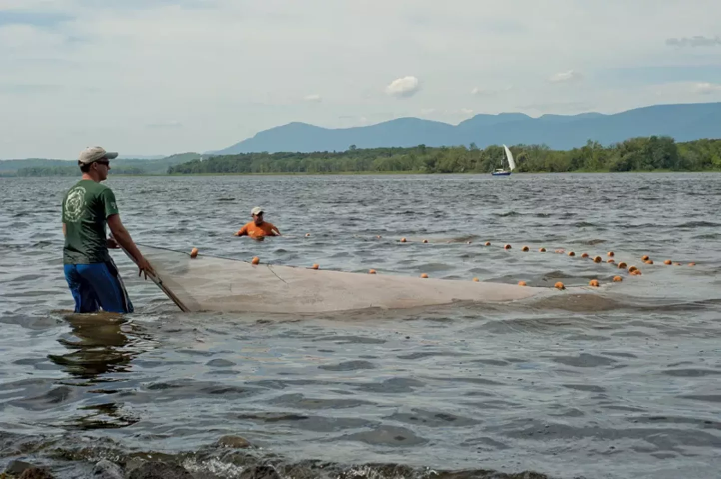 The Floundering Fish Hudson River Shad | Hudson River | Hudson Valley ...
