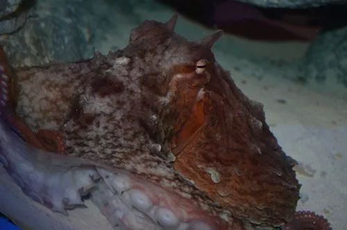 You Can Name The Akron Zoo's New Octopus | Cleveland | Cleveland Scene