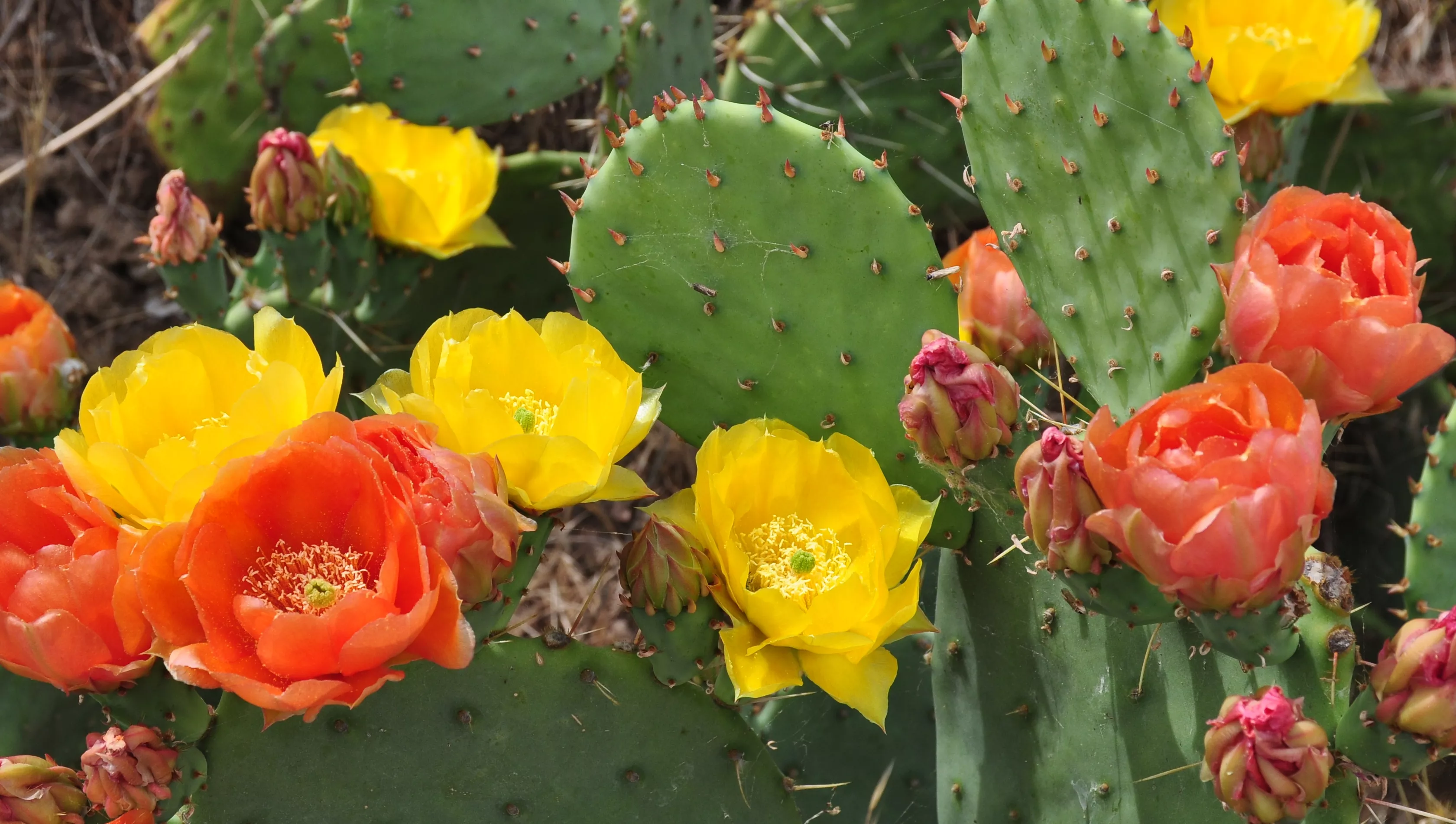 Inland 360: Where you go for what you do | Gallery | Prickly Pear ...