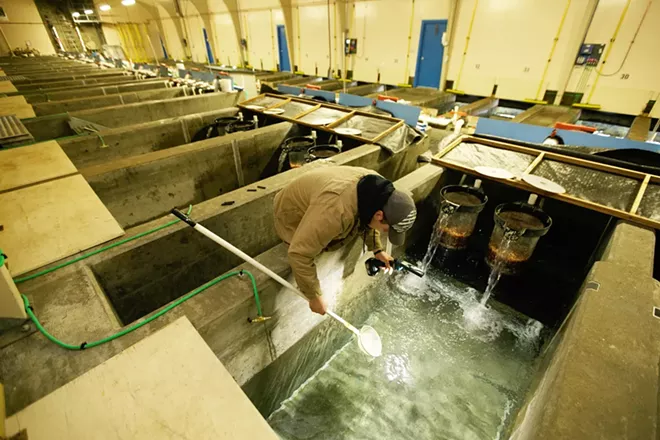 Spokane Tribe Fish Hatchery | Spokane | The Pacific Northwest Inlander ...