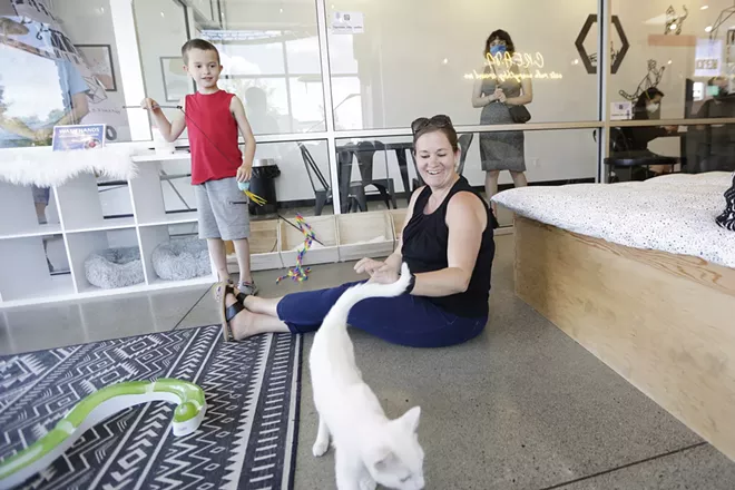 We make a visit to Kitty Cantina, Spokane's first cat cafe | Spokane ...