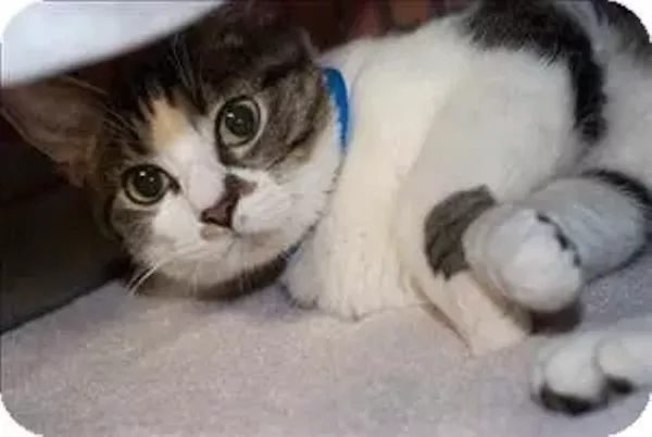 52 cute cats available for adoption at the Michigan Humane Society ...