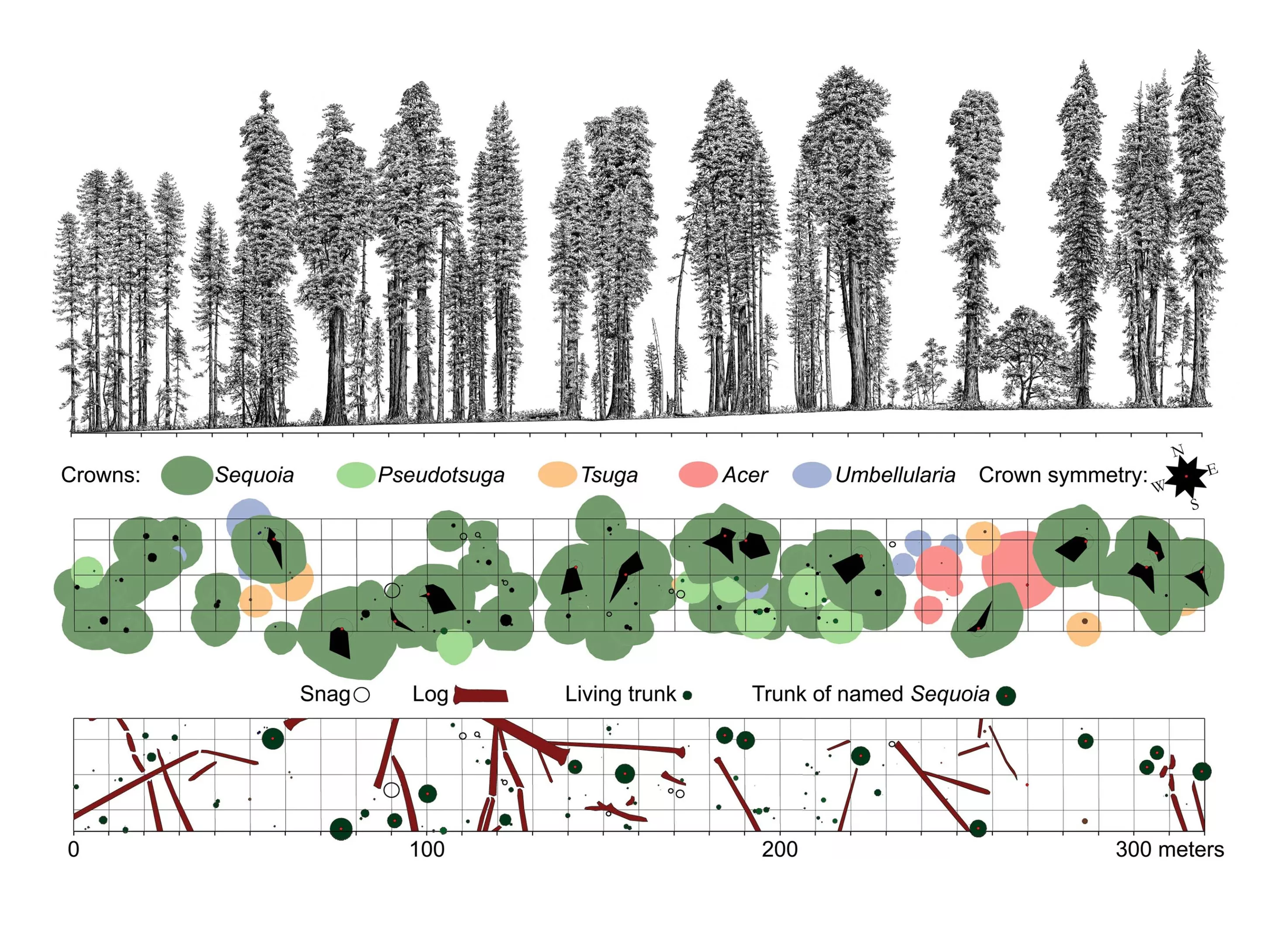 Redwood Tree Diagram
