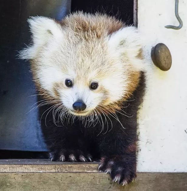 name-those-pandas-a-e