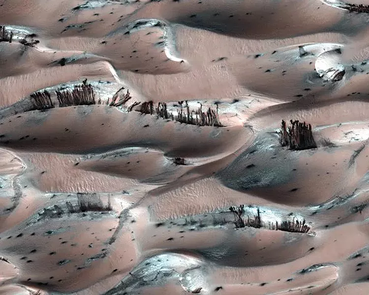 Trees On Mars Explanation