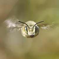 HumBug: The Most Unlovely Insects | News Blog