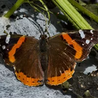 HumBug: Partial Sun, Chance of Butterflies and Bees | HumBug Online