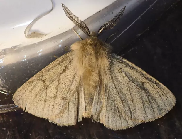 HumBug: Lepidoptera | HumBug Online