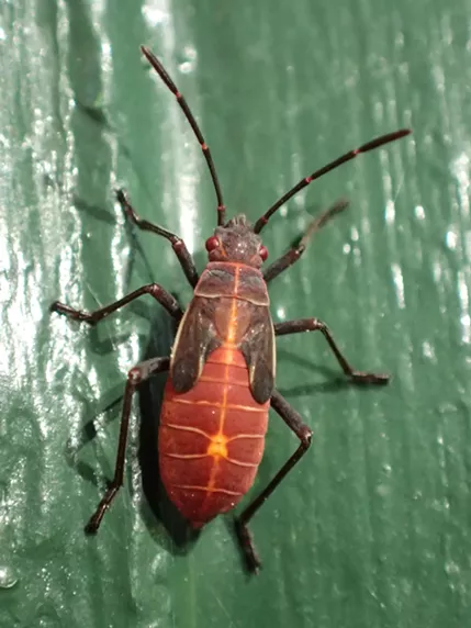 HumBug: Bugs in Midwinter | News Blog