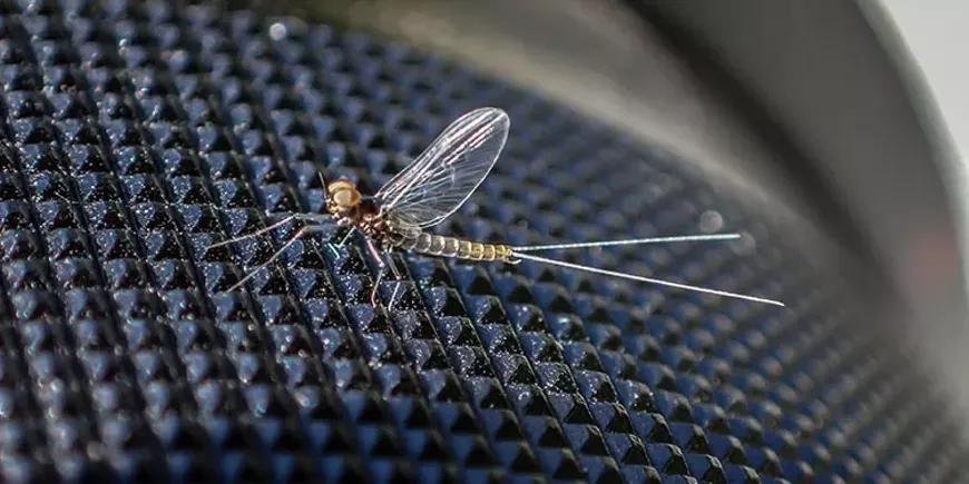 Predators and Paparazzi | HumBug | North Coast Journal