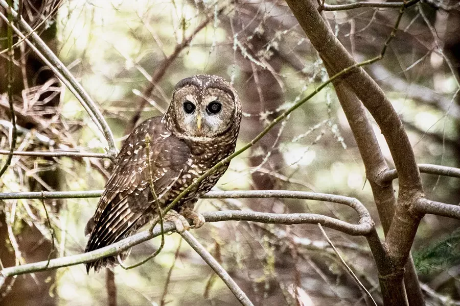 Spotted Owl Images