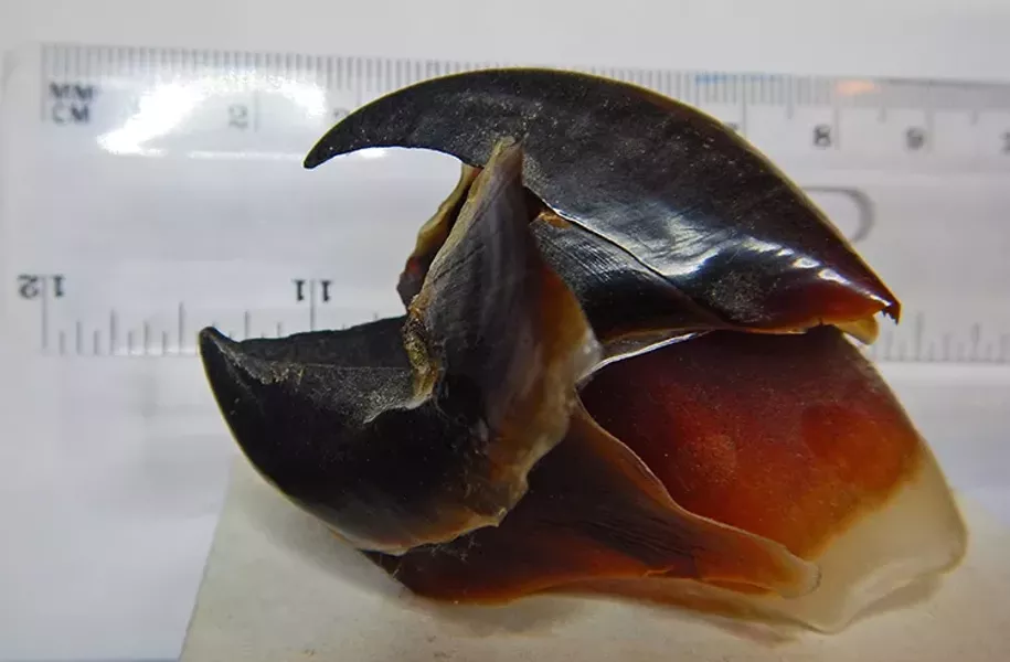 Humboldt Squid Beak
