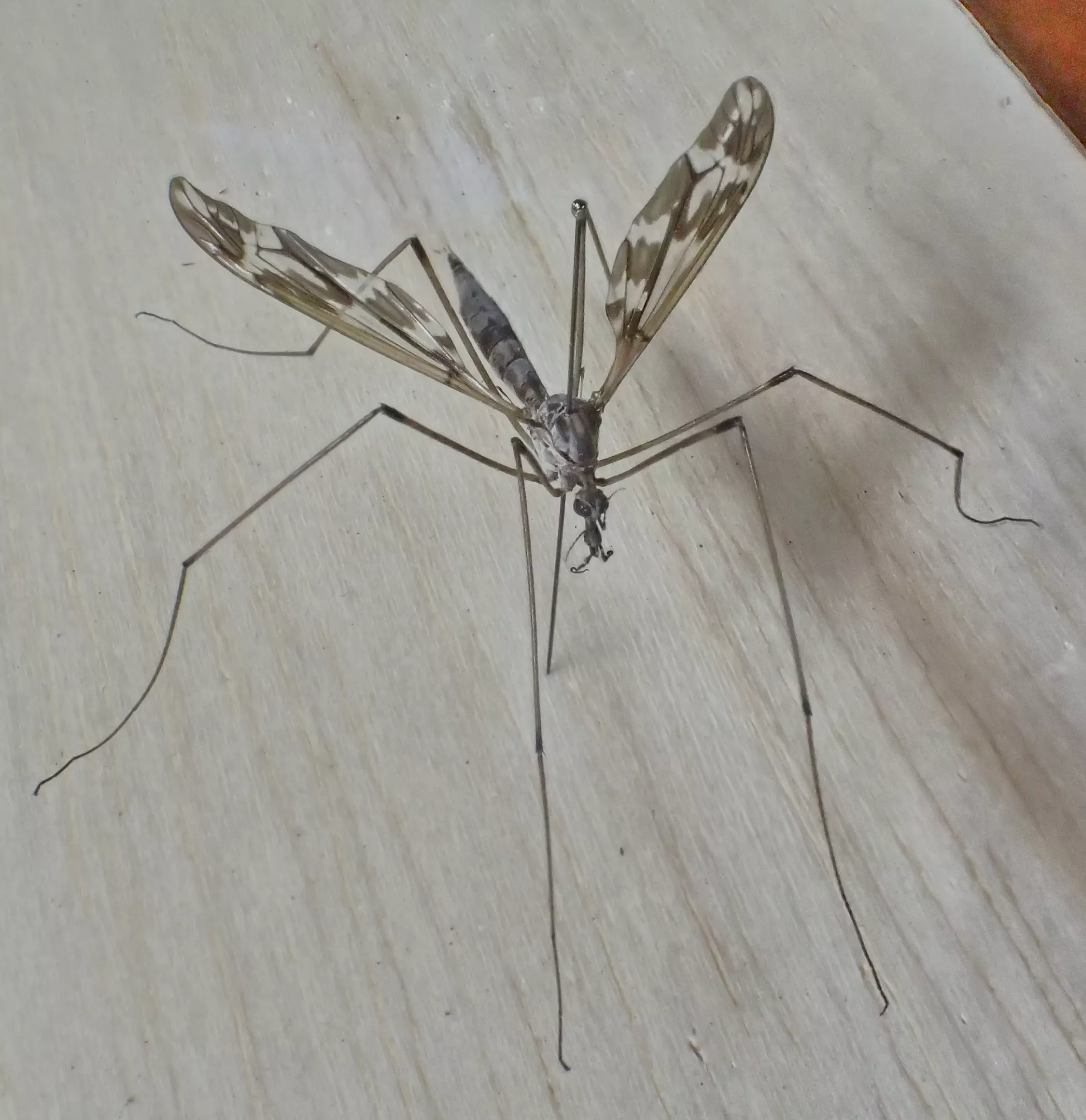 HumBug: A Dead Crane Fly and a Strange Nursery | HumBug Online