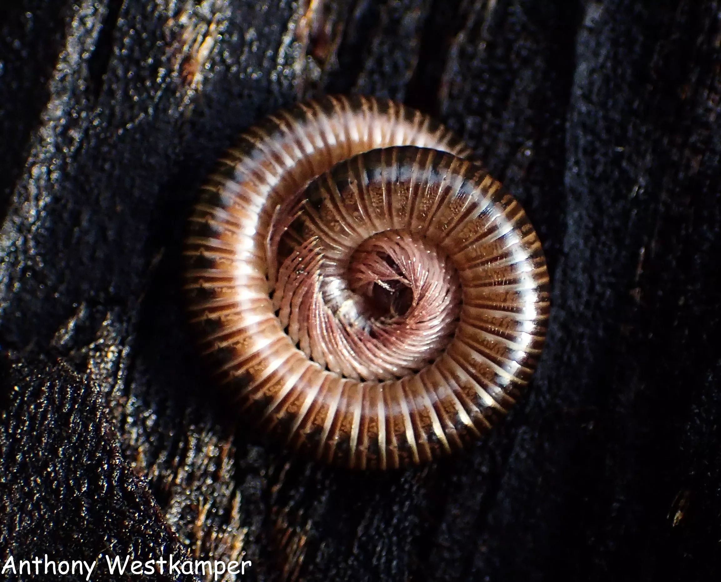 HumBug: Millipede by the Millimeter | HumBug Online
