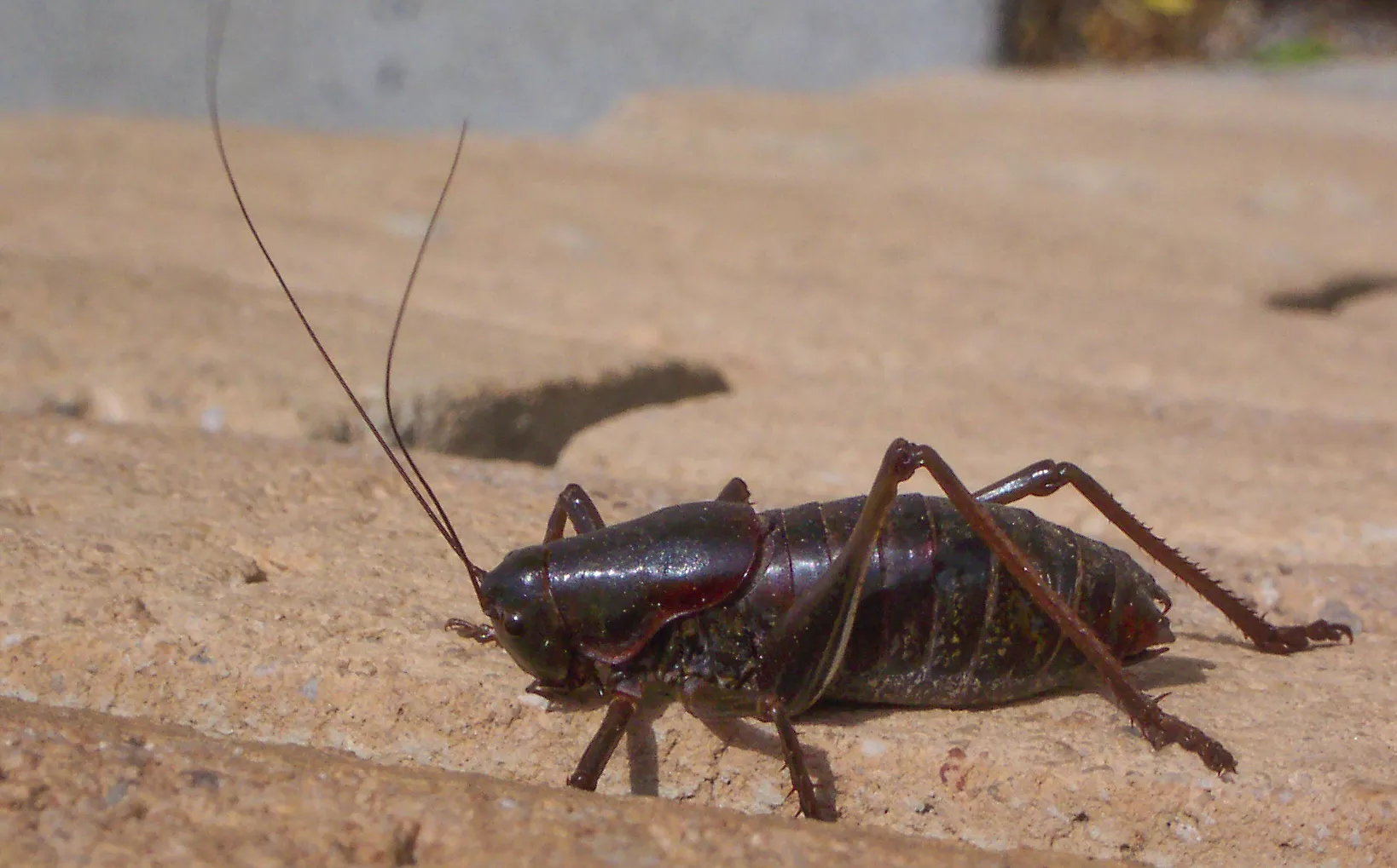 HumBug: Bugs from Long Ago and Last Night | HumBug Online