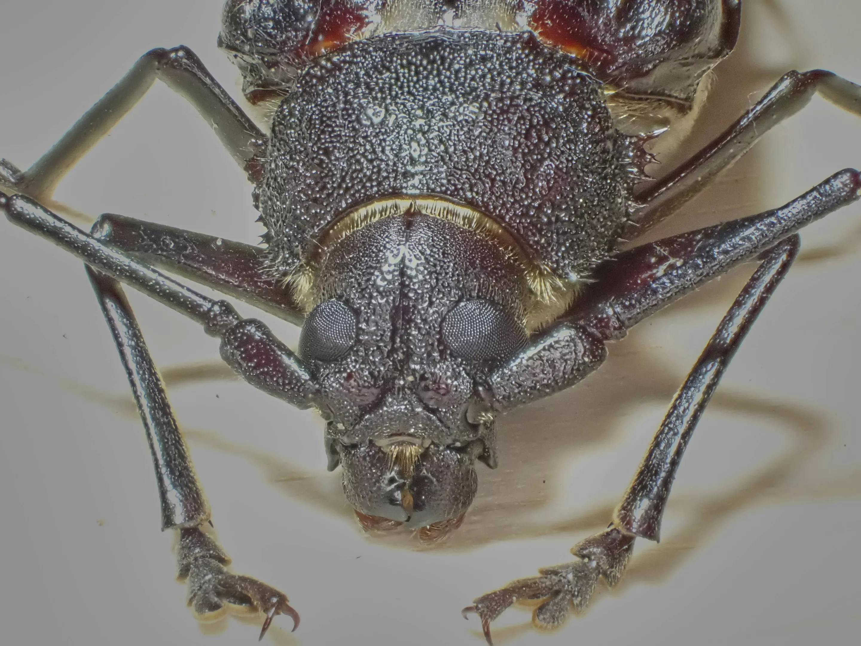 Mandibles and Mosquito Catchers | A+E