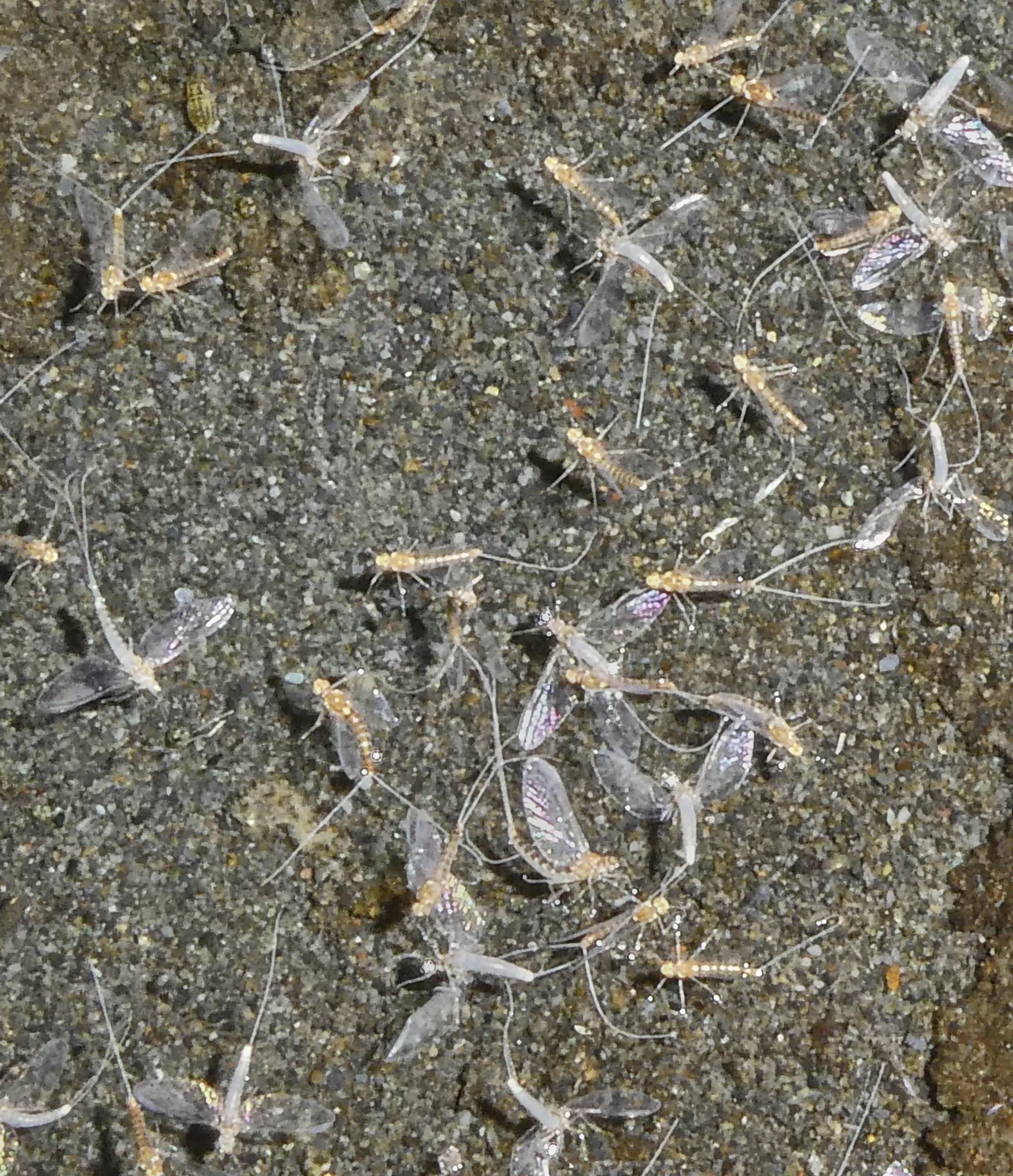 HumBug: Mayflies on the Van Duzen | HumBug Online