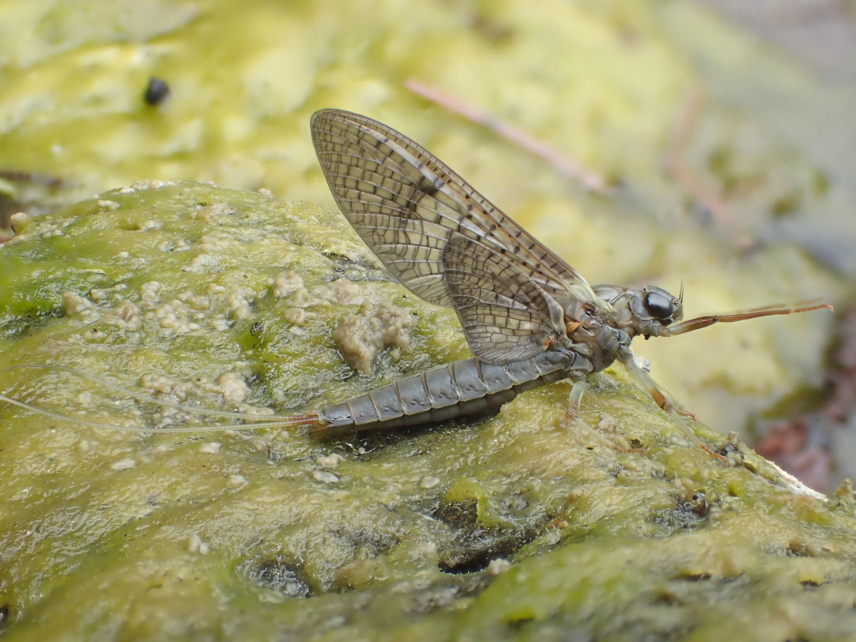 HumBug: Mayflies on the Van Duzen | HumBug Online