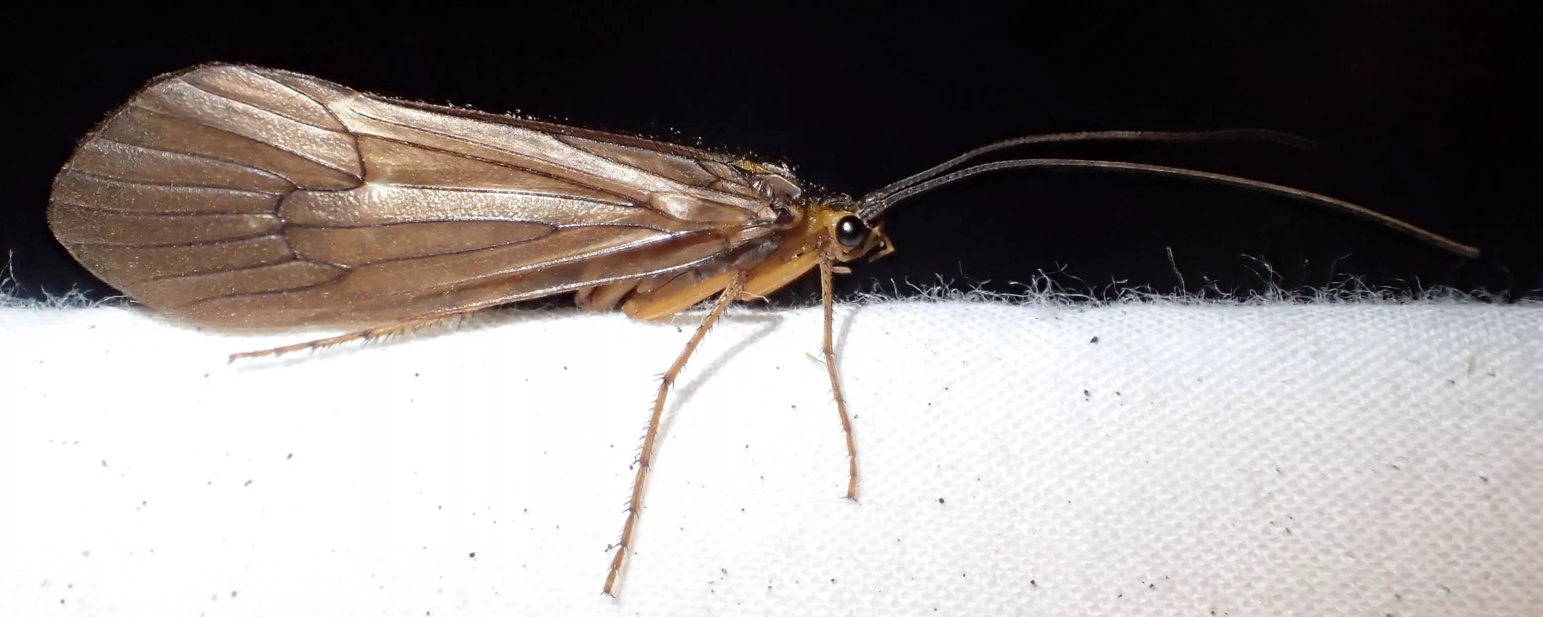 HumBug: Caddisflies and Fishing Flies | HumBug Online