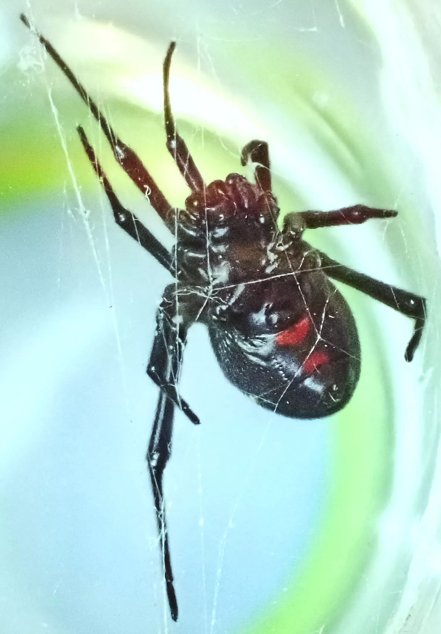 Black Widow Spider Red Hourglass