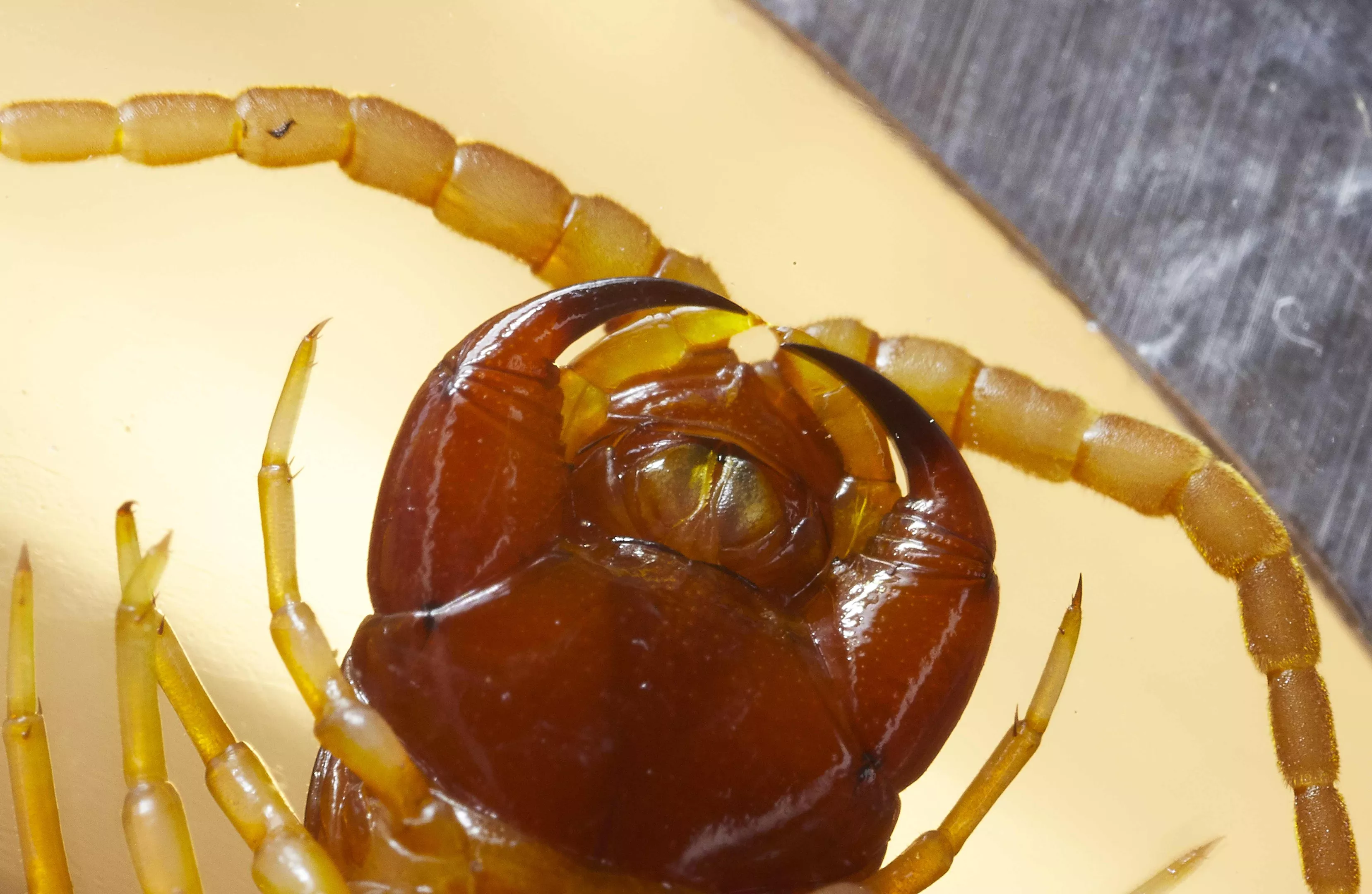 HumBug: Best of the Bugs | HumBug Online