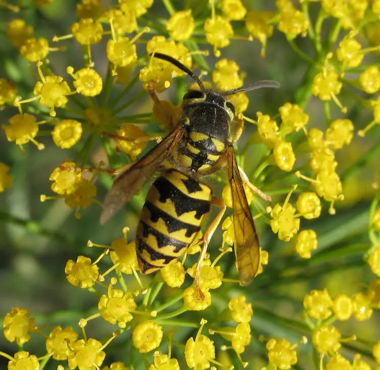 HumBug: Yellowjackets | News Blog