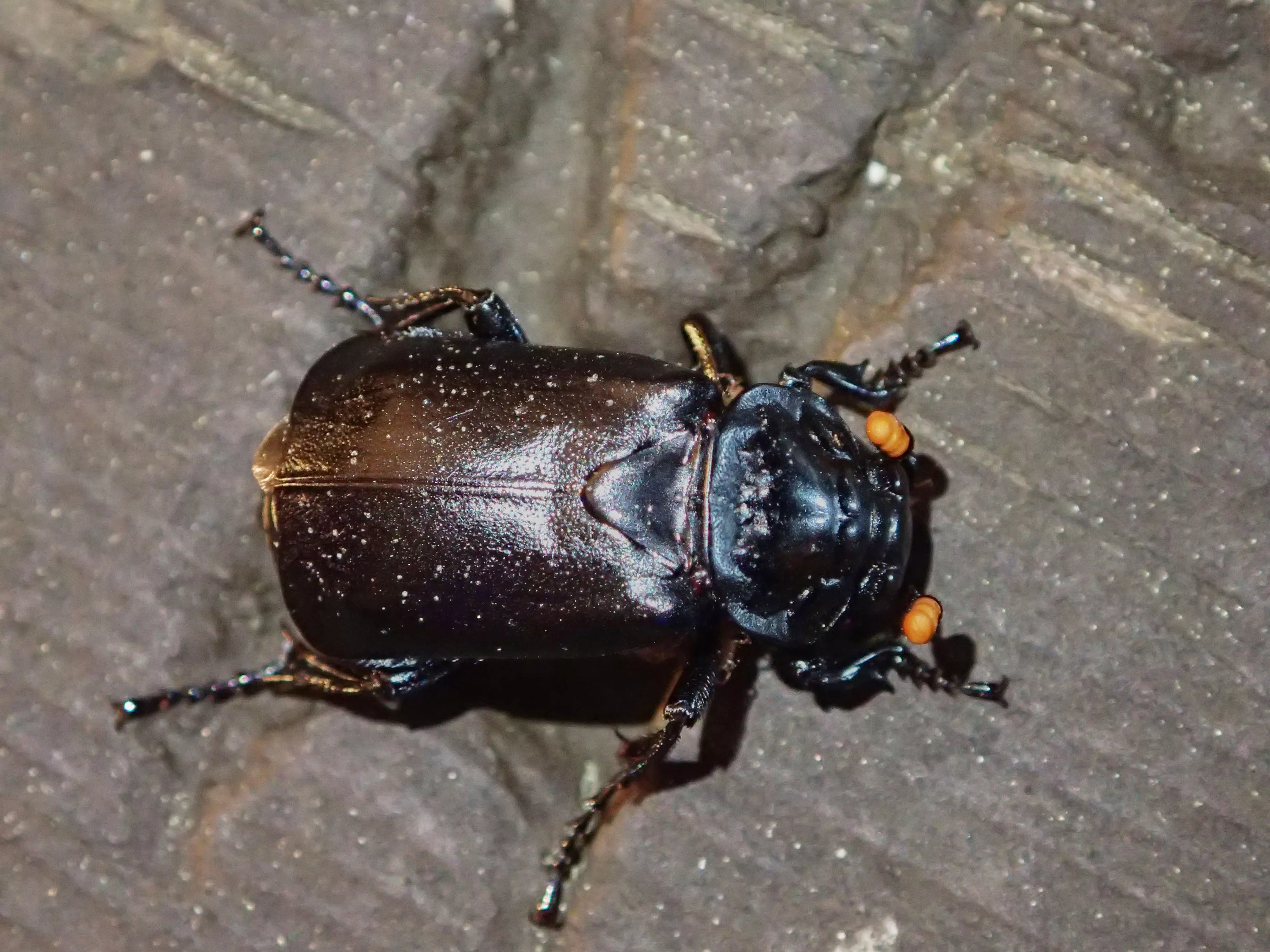 HumBug: Hitching a Ride | News Blog