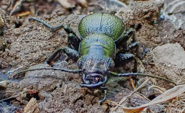 HumBug: Beetles in the Spring | HumBug Online
