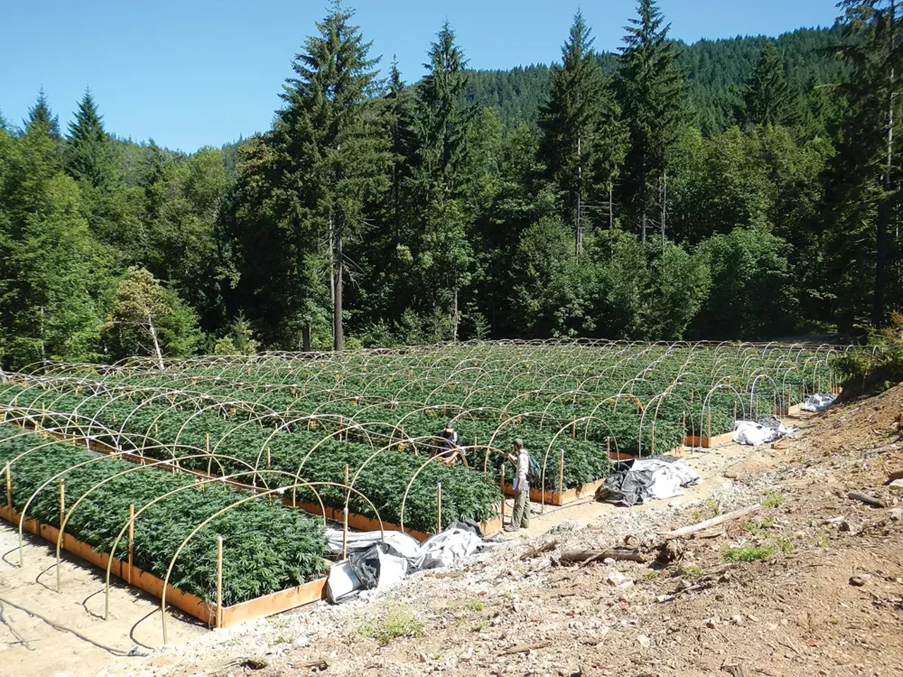Outdoor Marijuana Farm