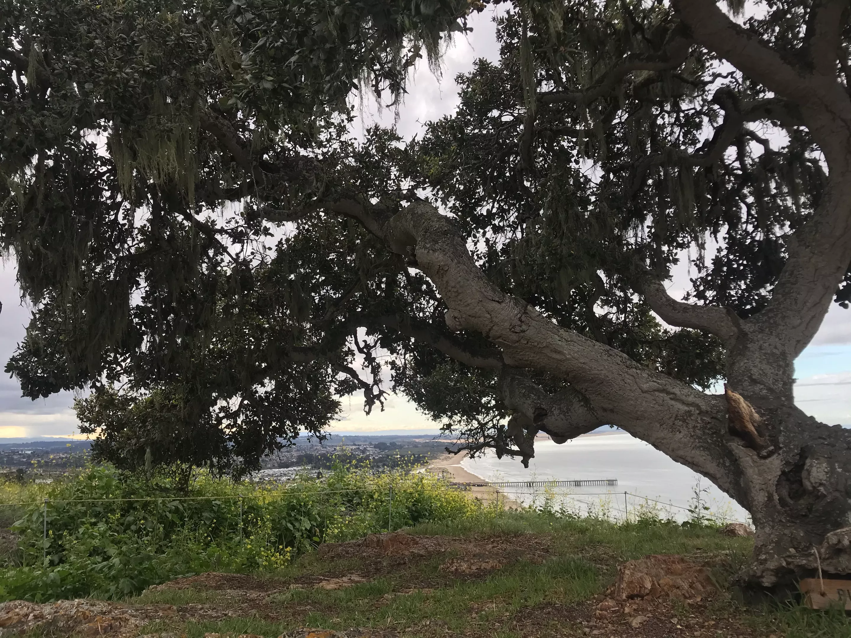 Pismo Preserve closes to keep public safe during COVID-19 pandemic ...