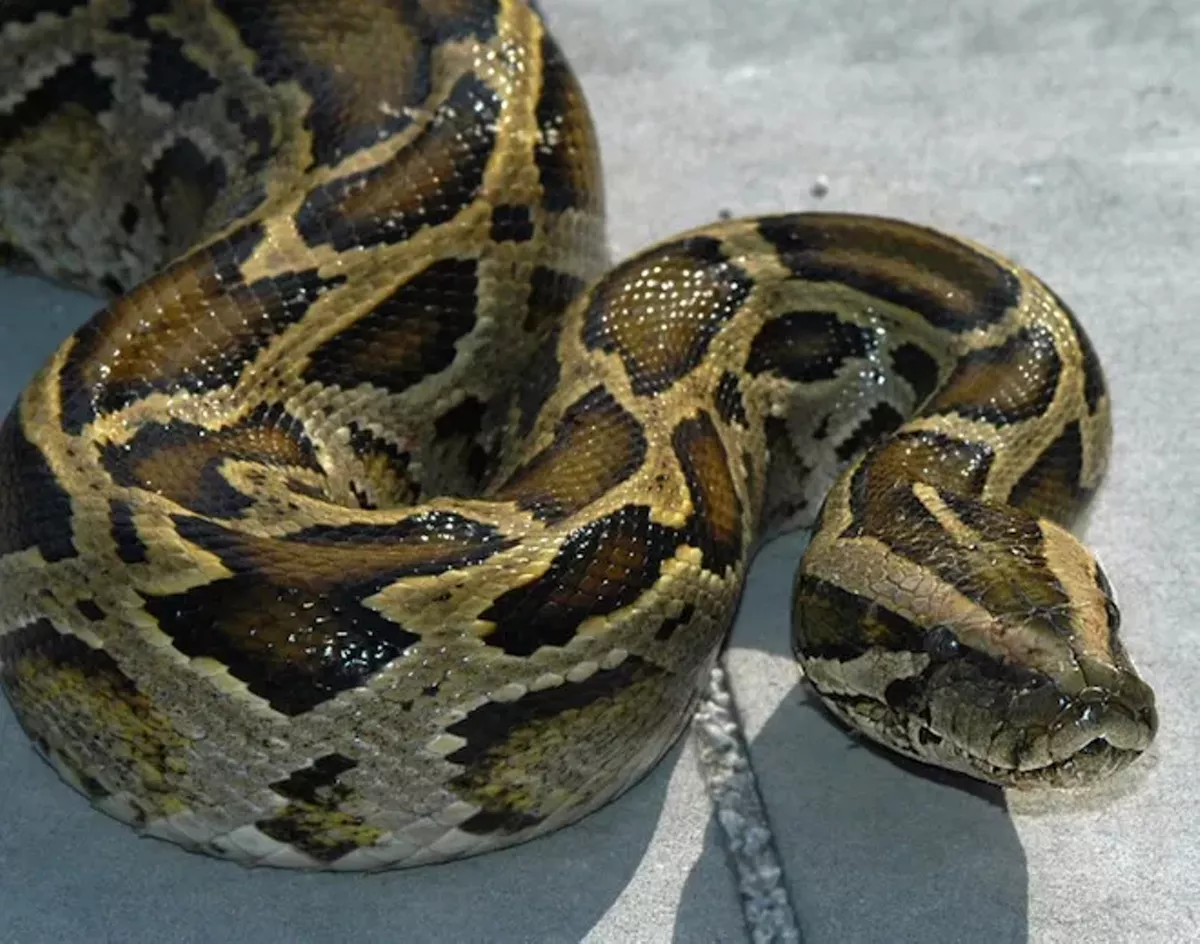 Orlando: Burmese python-free since 2009 | Blogs