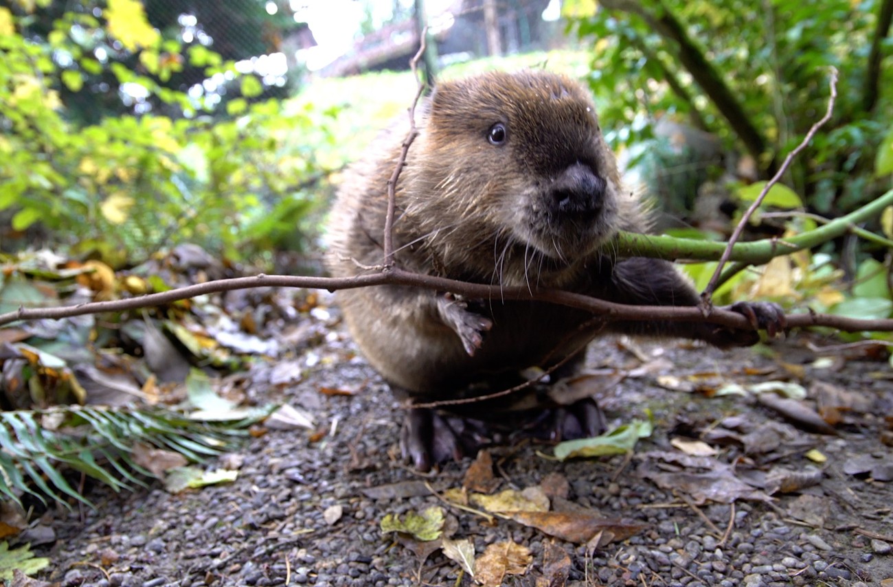 Good Morning, News: OERB Reinstates Hunzeker, Free Trimet on Saturday ...