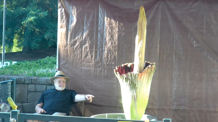 Good Morning, News: Corpse Flower to Soon Bloom, Windows OS Has a Very ...