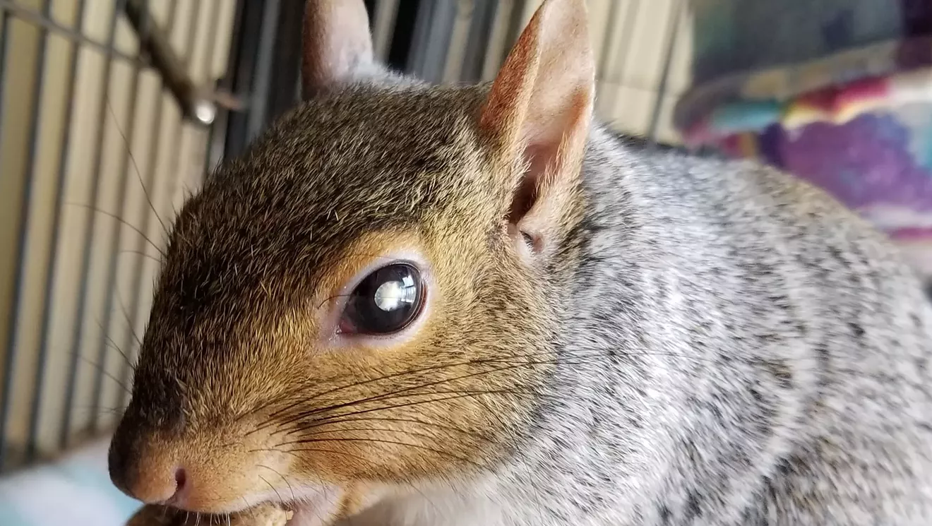 The Bushy Tale of Peanut the Squirrel | Live Culture
