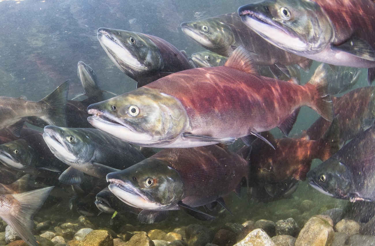 A Salmon Journey for the Whole Family - The Stranger
