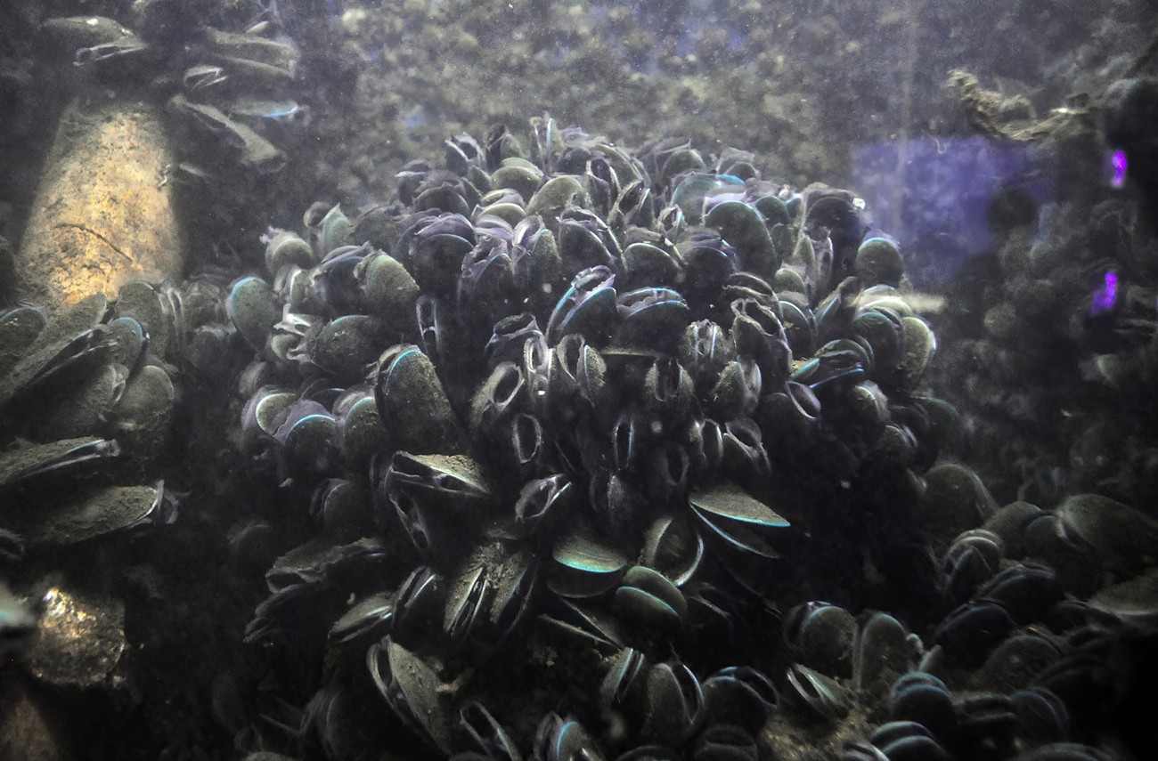 Slog AM: Blaze Burns Abandoned Building in ID, Careful of Toxic Clams ...