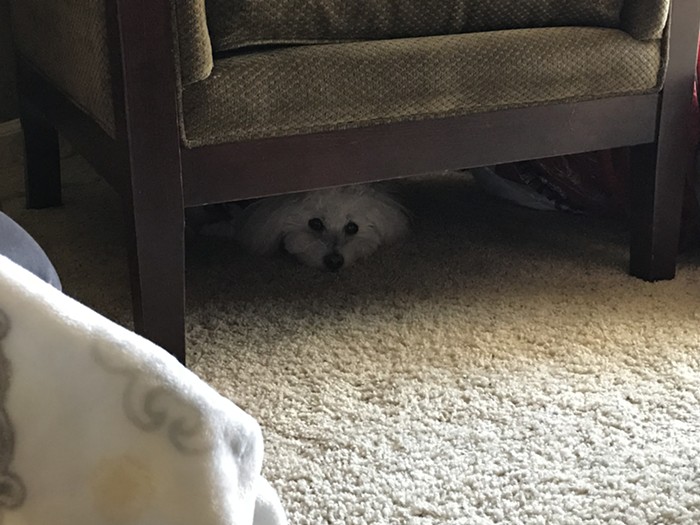 Why Do Dog Owners Hate July 4th So Much? - The Stranger