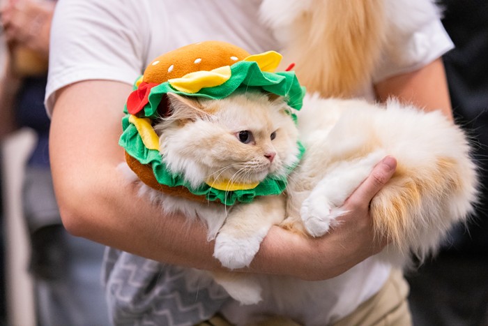 Stop Doom-Scrolling and Look at These Photos from Seattle’s Largest Cat ...